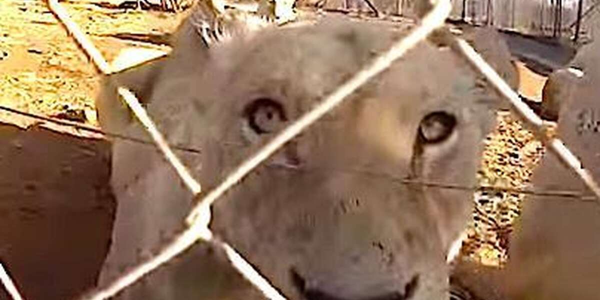 Exhausted Lion Gives Birth Over And Over ... So Hunters Can Kill Her ...