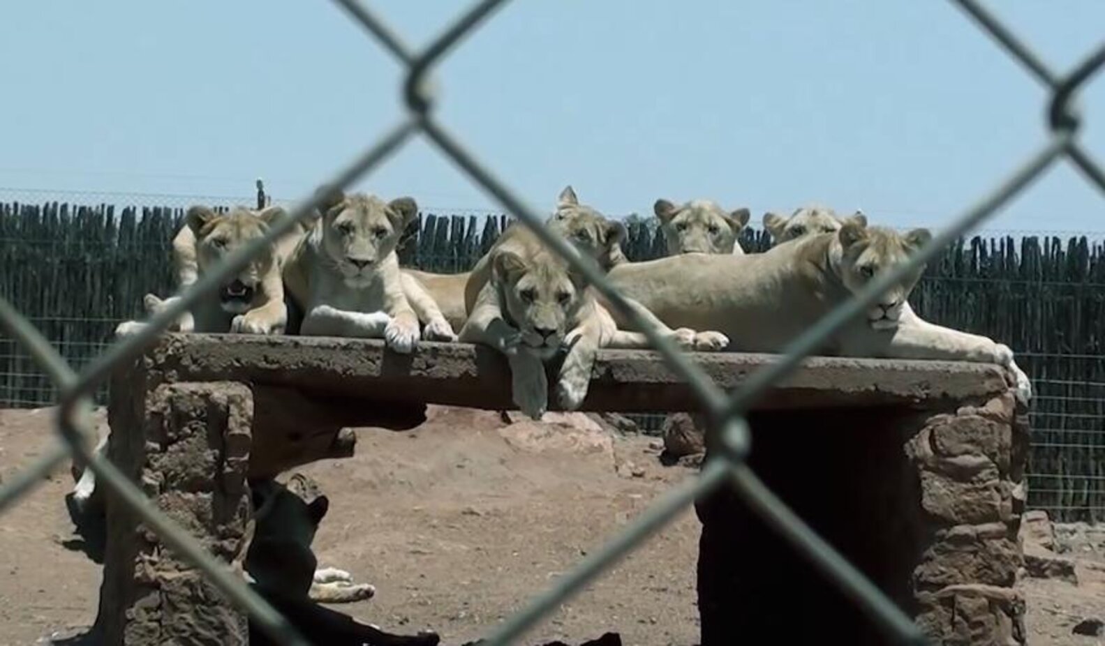 Exhausted Lion Gives Birth Over And Over ... So Hunters Can Kill Her ...