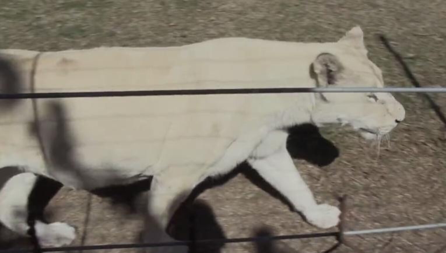 Exhausted Lion Gives Birth Over And Over ... So Hunters Can Kill Her ...