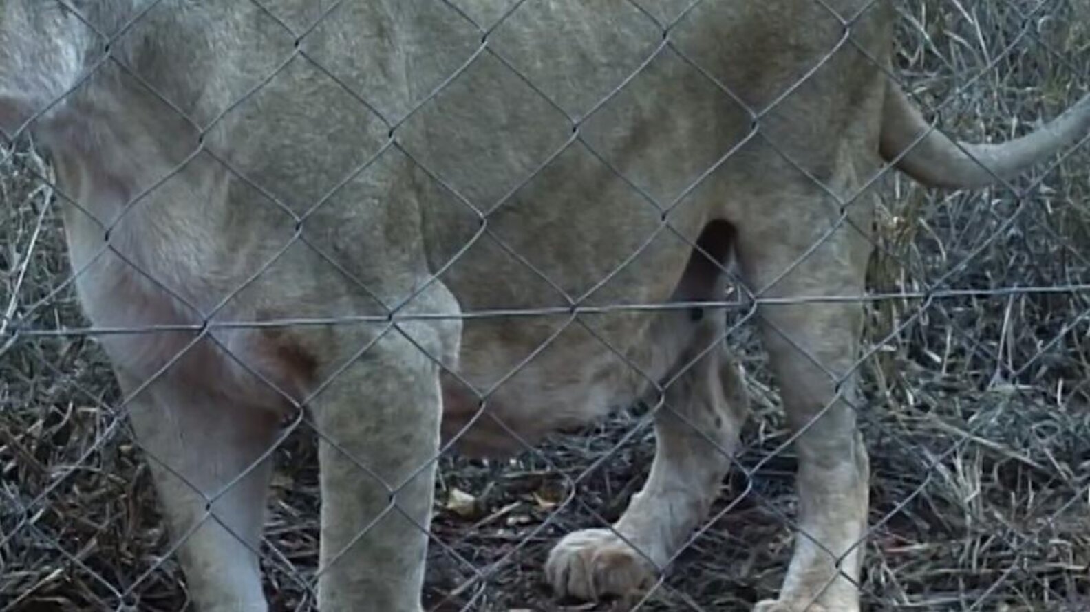 Exhausted Lion Gives Birth Over And Over ... So Hunters Can Kill Her ...