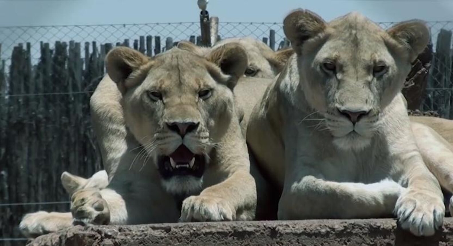 Exhausted Lion Gives Birth Over And Over ... So Hunters Can Kill Her ...
