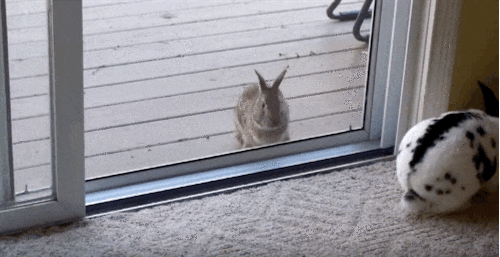 Wild Rabbit Spots Pet Bunny, Falls Madly In Love - The Dodo