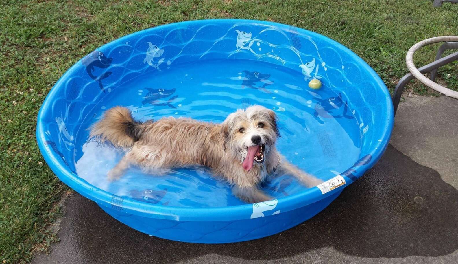 18 Dogs Who Are Straight Chillin' In Their Kiddie Pools - The Dodo