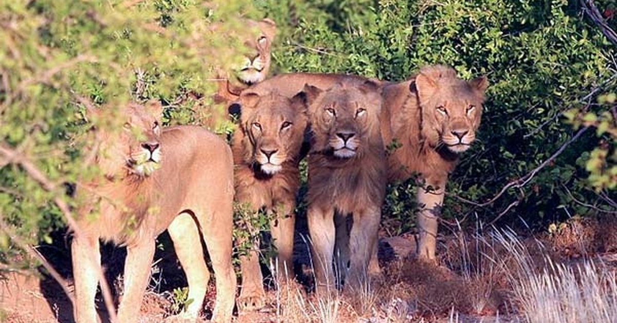 They Were 5 Famous Lion Brothers Until Someone Killed One Of Them - The ...