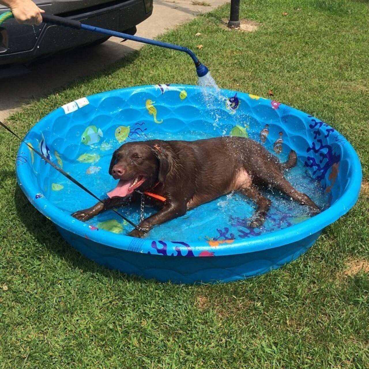 18 Dogs Who Are Straight Chillin' In Their Kiddie Pools - The Dodo