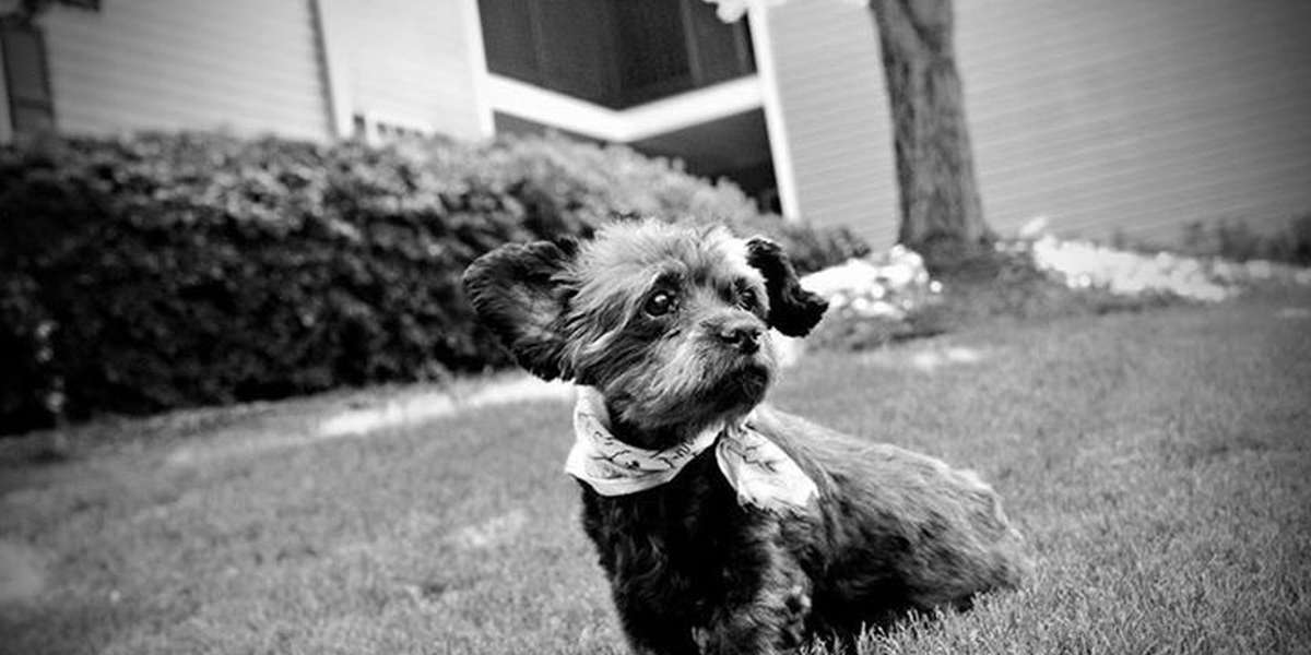 Beloved Dog Chester Passes Away After Heartwarming Final Journey - The Dodo