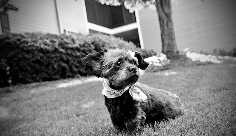 Beloved Dog Chester Passes Away After Heartwarming Final Journey - The Dodo