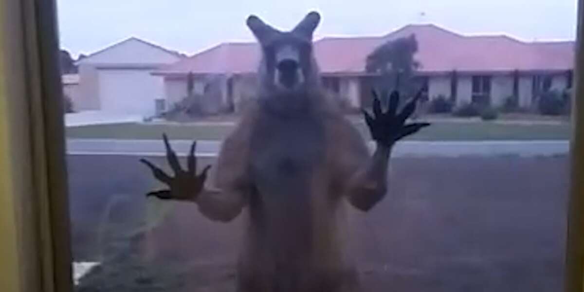 Scary Kangaroo Makes A Home Visit - Videos - The Dodo