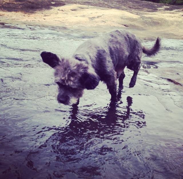 Beloved Dog Chester Passes Away After Heartwarming Final Journey - The Dodo