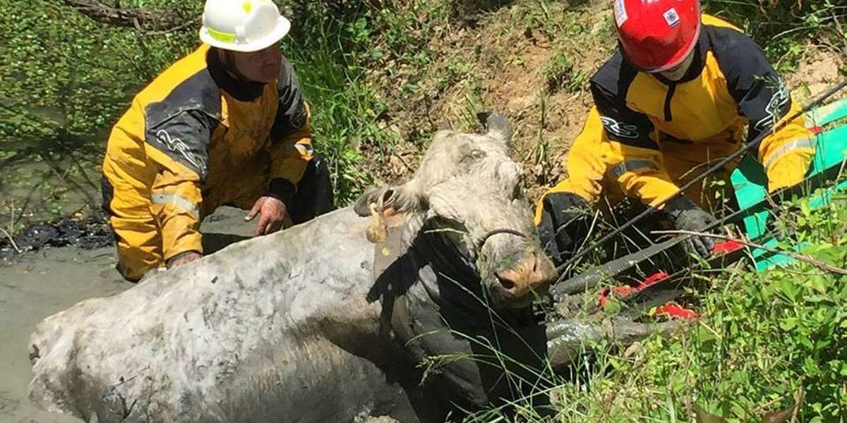 Cow Slips Into A Muddy Pond — And Gets An Entire Team Of People To Help ...
