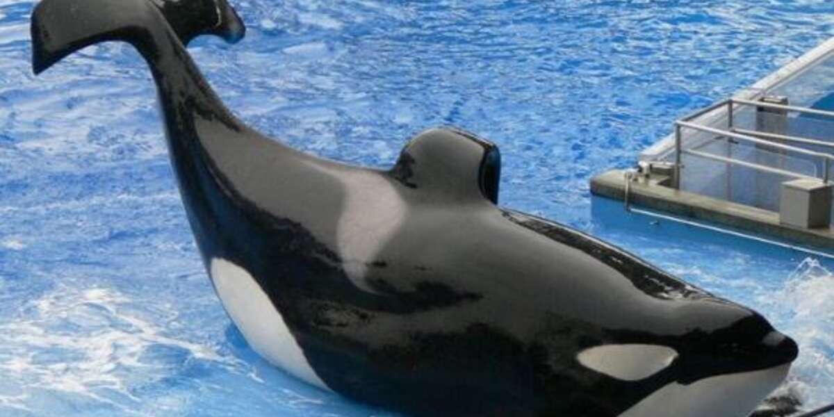 #Blackfish is such a heart breaking documentary? #FreeTilikum http://t ...