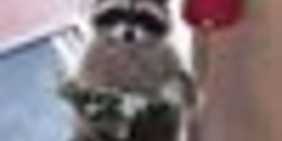 Fabulous Mr. Pug - The Dodo