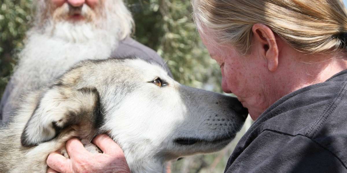 Wolf Dog Who Was Being Sold For Drugs Can't Stop Staring Into His ...