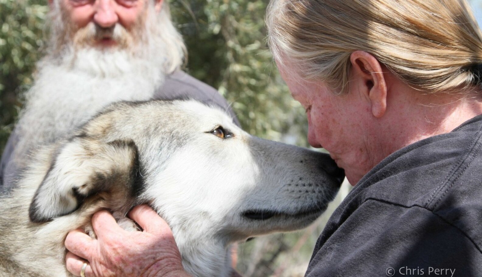 Wolf Dog Who Was Being Sold For Drugs Can't Stop Staring Into His ...