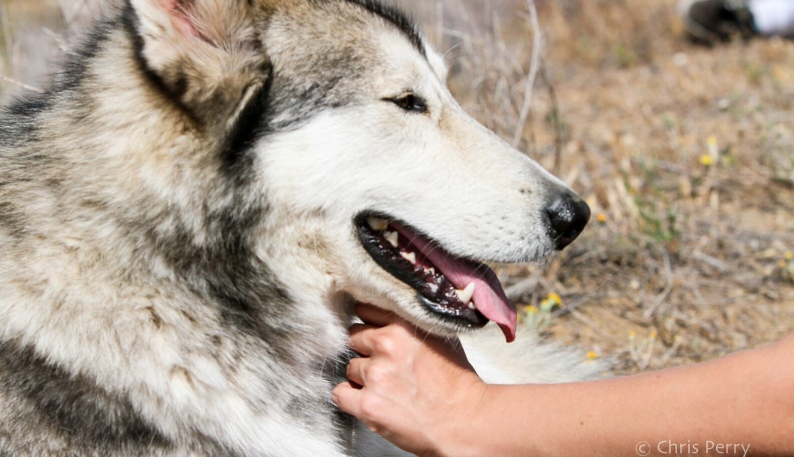 Wolf Dog Who Was Being Sold For Drugs Can't Stop Staring Into His ...