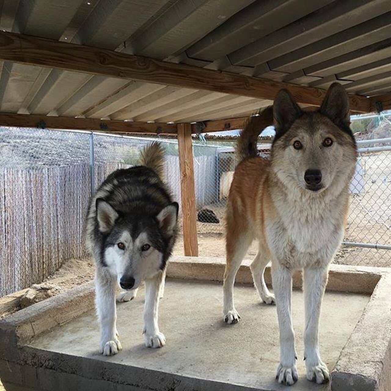 Wolf Dog Who Was Being Sold For Drugs Can't Stop Staring Into His ...
