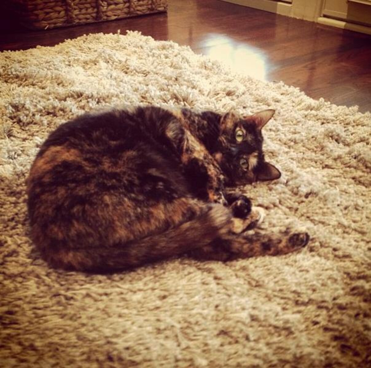 Lea Michele Is Having A Beautiful Love Affair With Her Cat - The Dodo