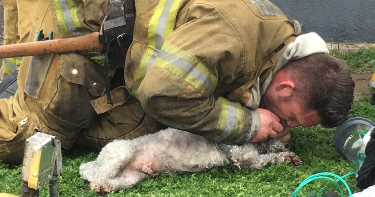 Dog Gets CPR From Amazing Firefighter - Videos - The Dodo