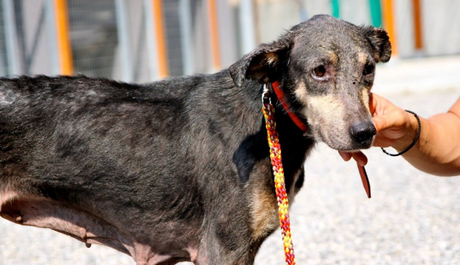 Dog Who Turned To Stone Never Knew She Could Be Loved So Much - The Dodo