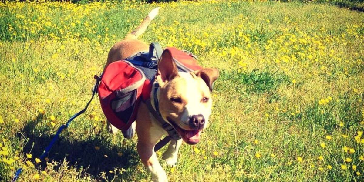 [Untitled] - The Dodo