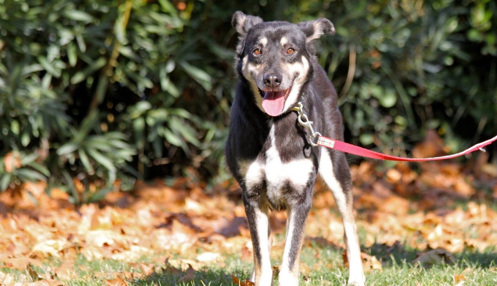 Dog Who Turned To Stone Never Knew She Could Be Loved So Much - The Dodo