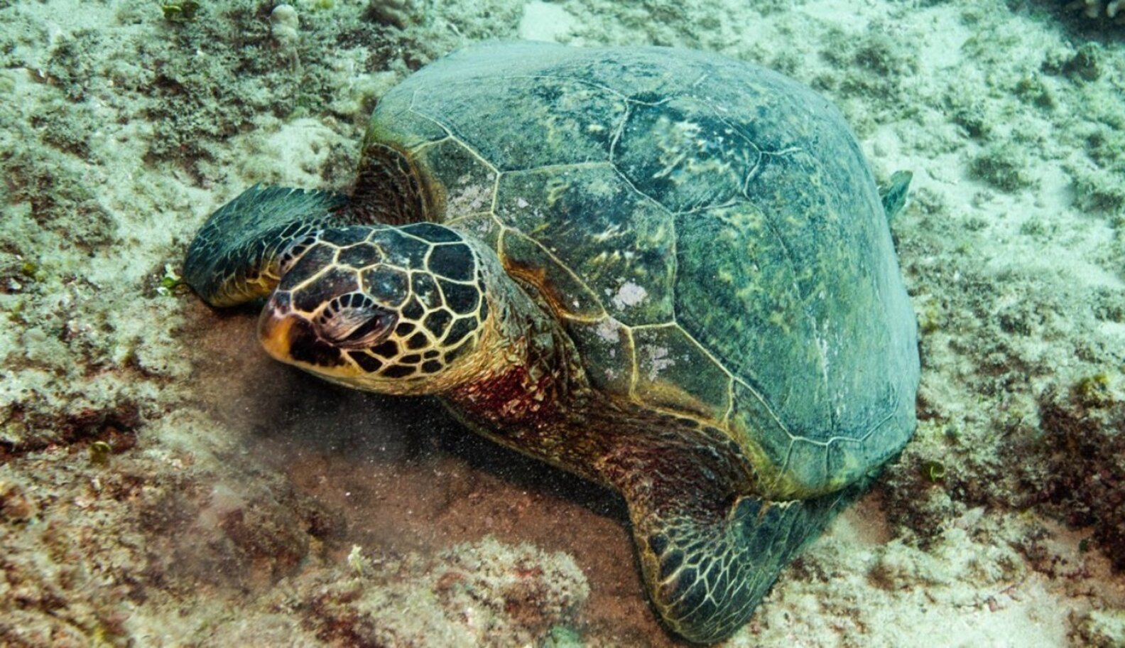 Chinese Fisherman Releases 100-Year-Old Turtle: "He Had Earned His ...