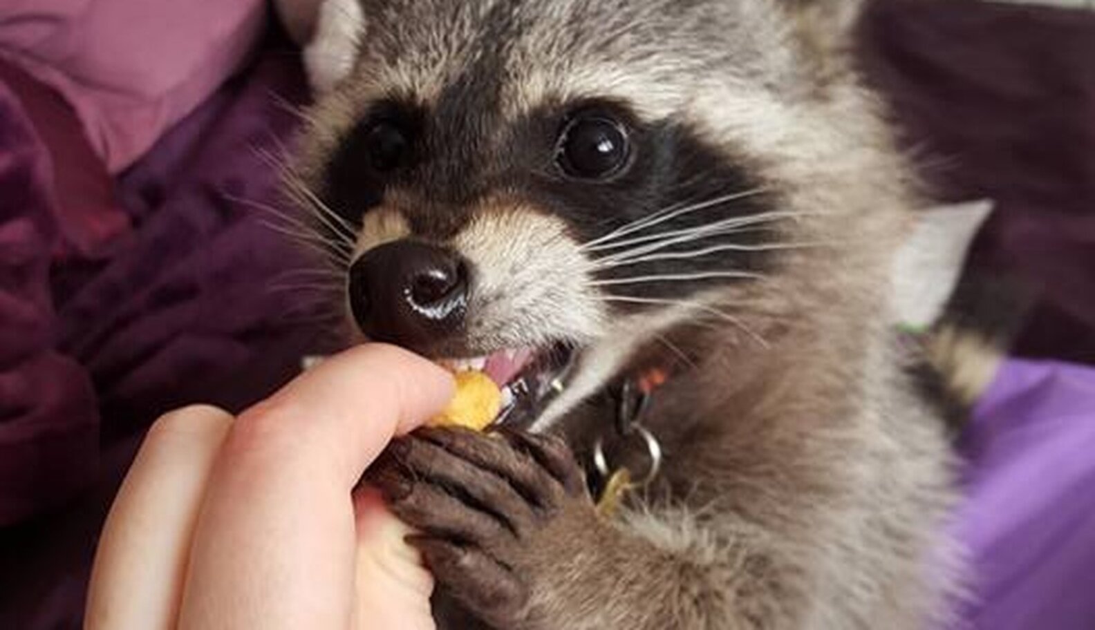 She Was Too Scared To Leave Her House — Until She Met This Baby Raccoon ...