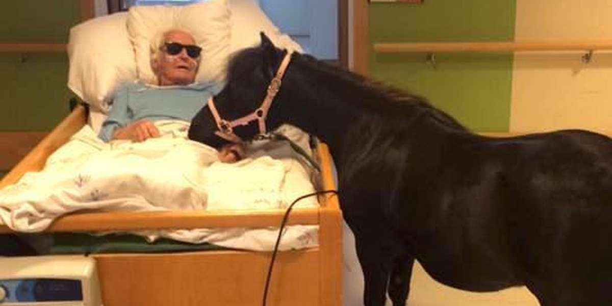 Sick Grandpa Gets Surprise Visit From His Favorite Pony - The Dodo