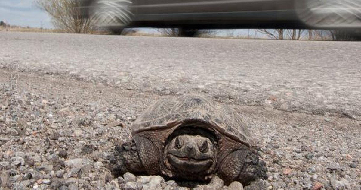 What To Do If You See A Turtle Crossing The Road - The Dodo
