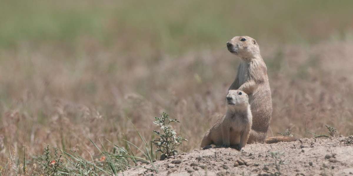 Celebrate Prairie Dog Day with these 5 Fun Facts - The Dodo