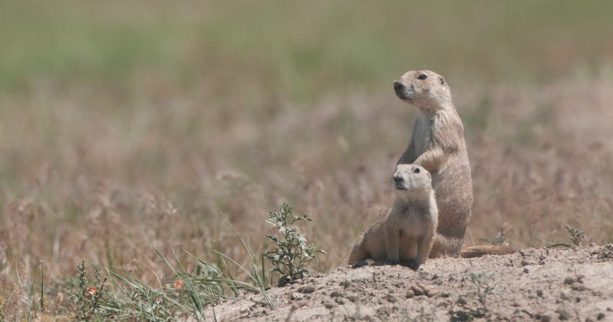 Celebrate Prairie Dog Day with these 5 Fun Facts - The Dodo