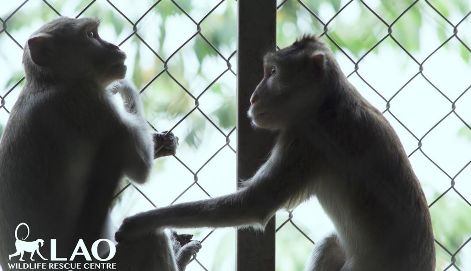 Monkey Waits For Help In A Garbage Bag Because Her Owners Don’t Want ...