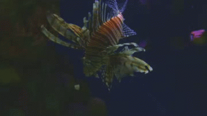 How Lionfish Became Unlikely Super-Predators - The Dodo