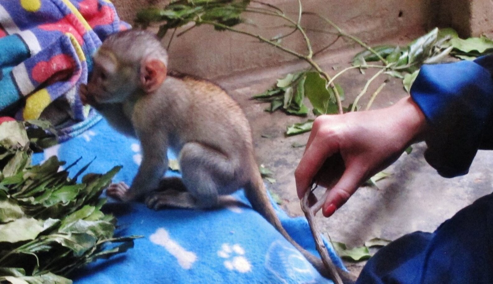 Sick Monkey Discovered For Sale On The Side Of The Road - The Dodo