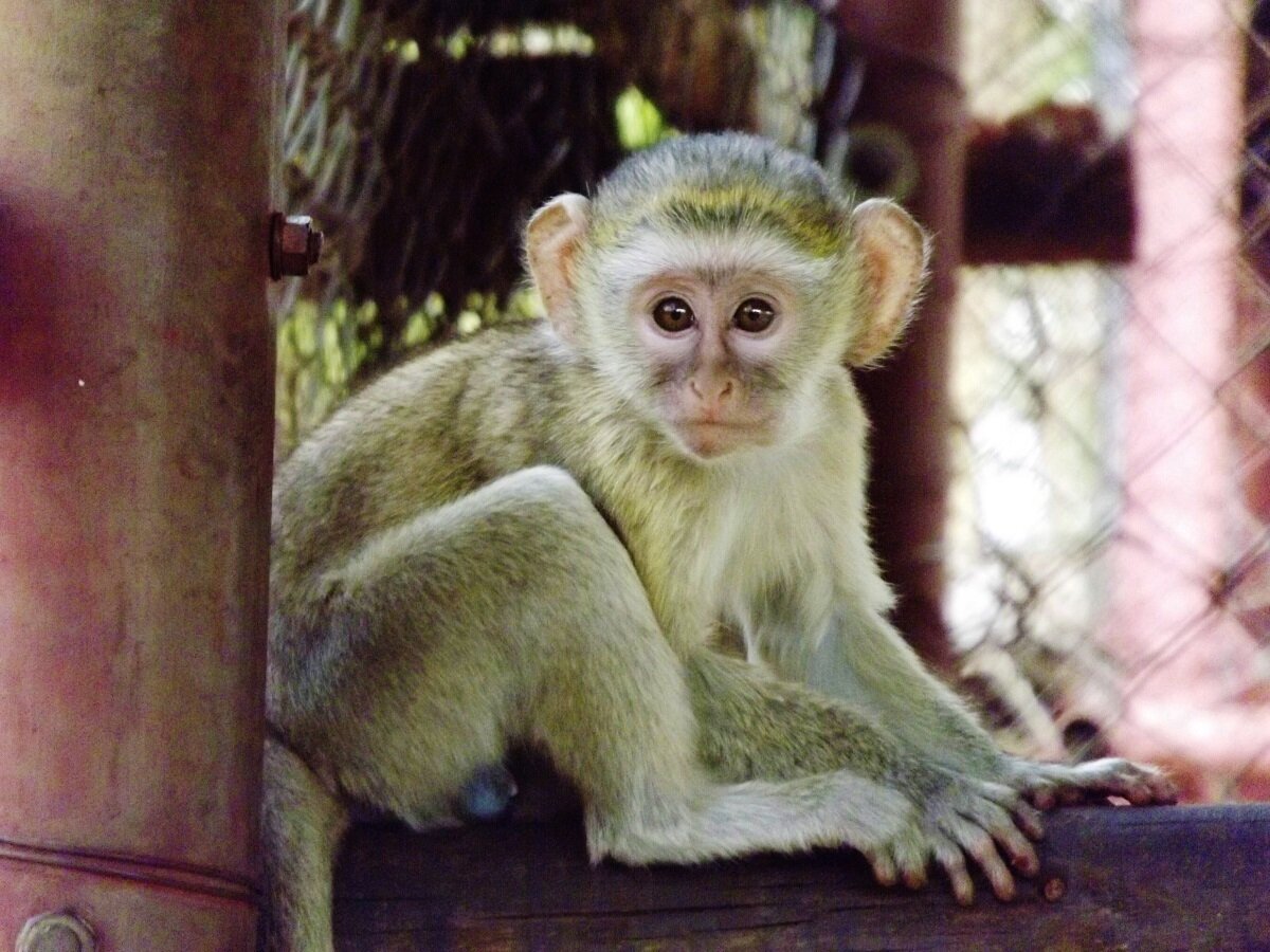 Sick Monkey Discovered For Sale On The Side Of The Road - The Dodo