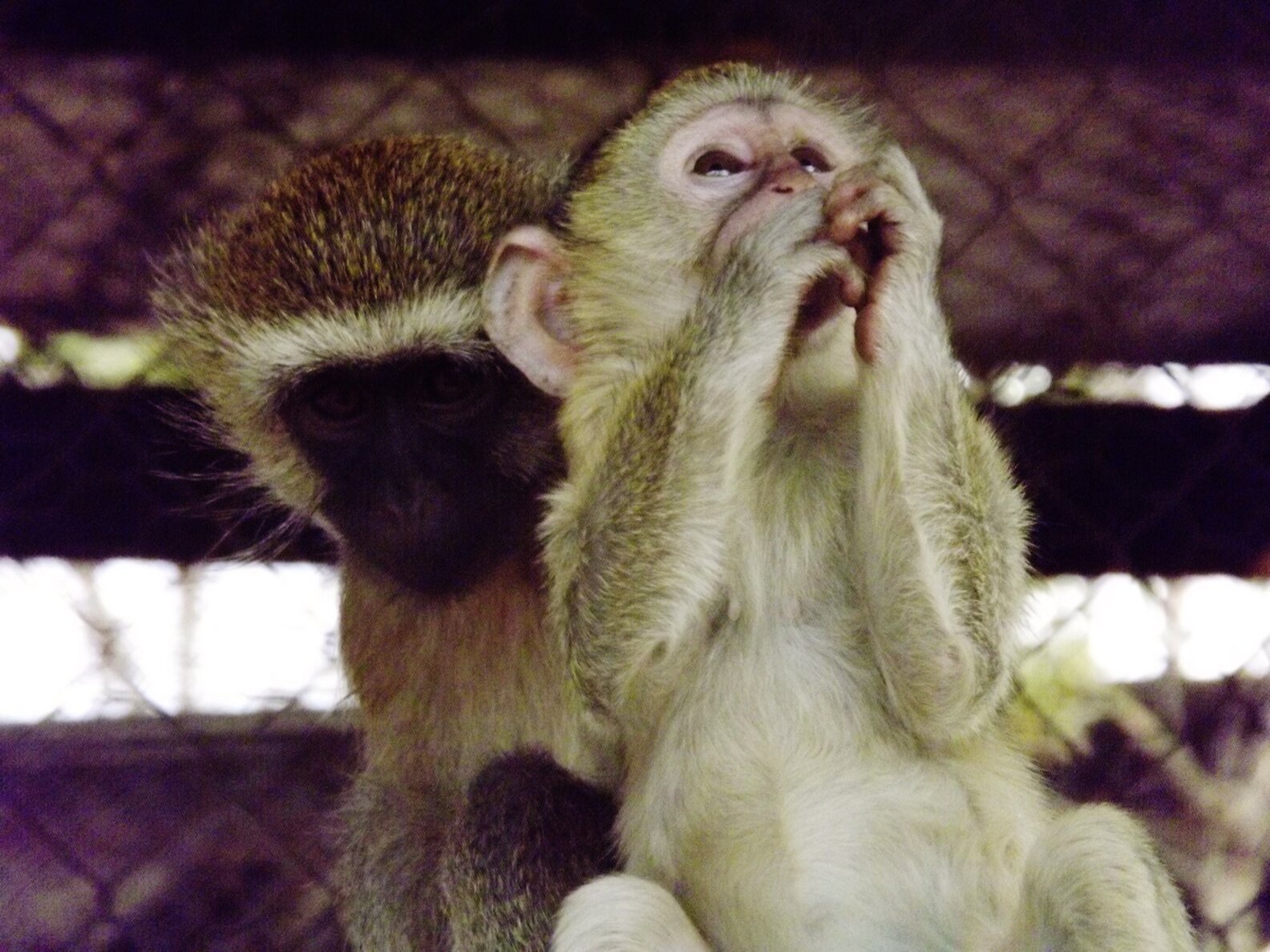 Sick Monkey Discovered For Sale On The Side Of The Road - The Dodo