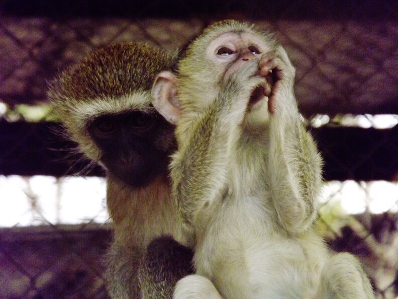 Sick Monkey Discovered For Sale On The Side Of The Road - The Dodo