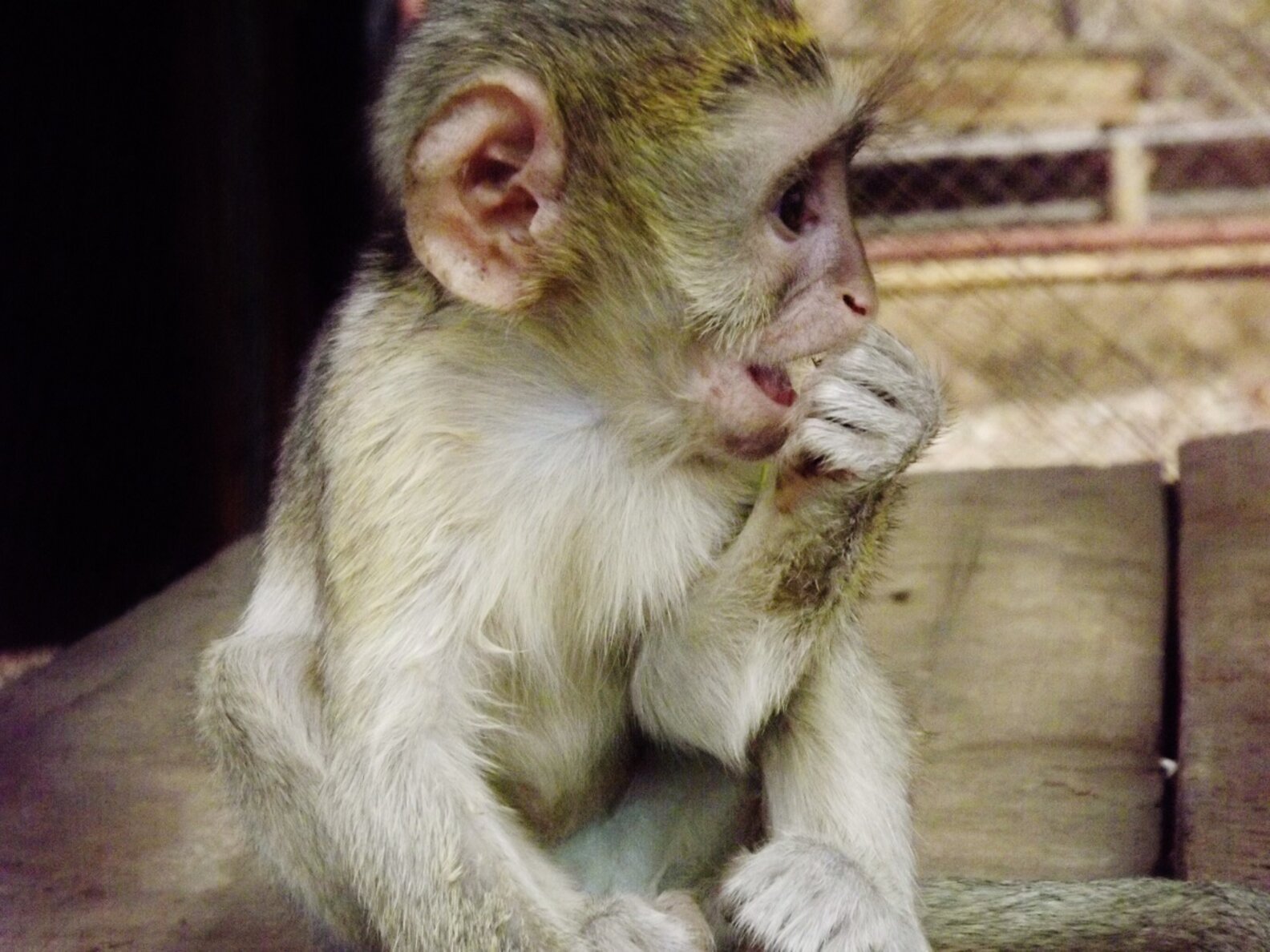 Sick Monkey Discovered For Sale On The Side Of The Road - The Dodo