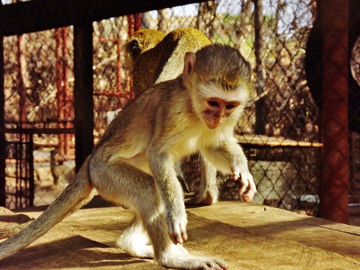 Sick Monkey Discovered For Sale On The Side Of The Road - The Dodo