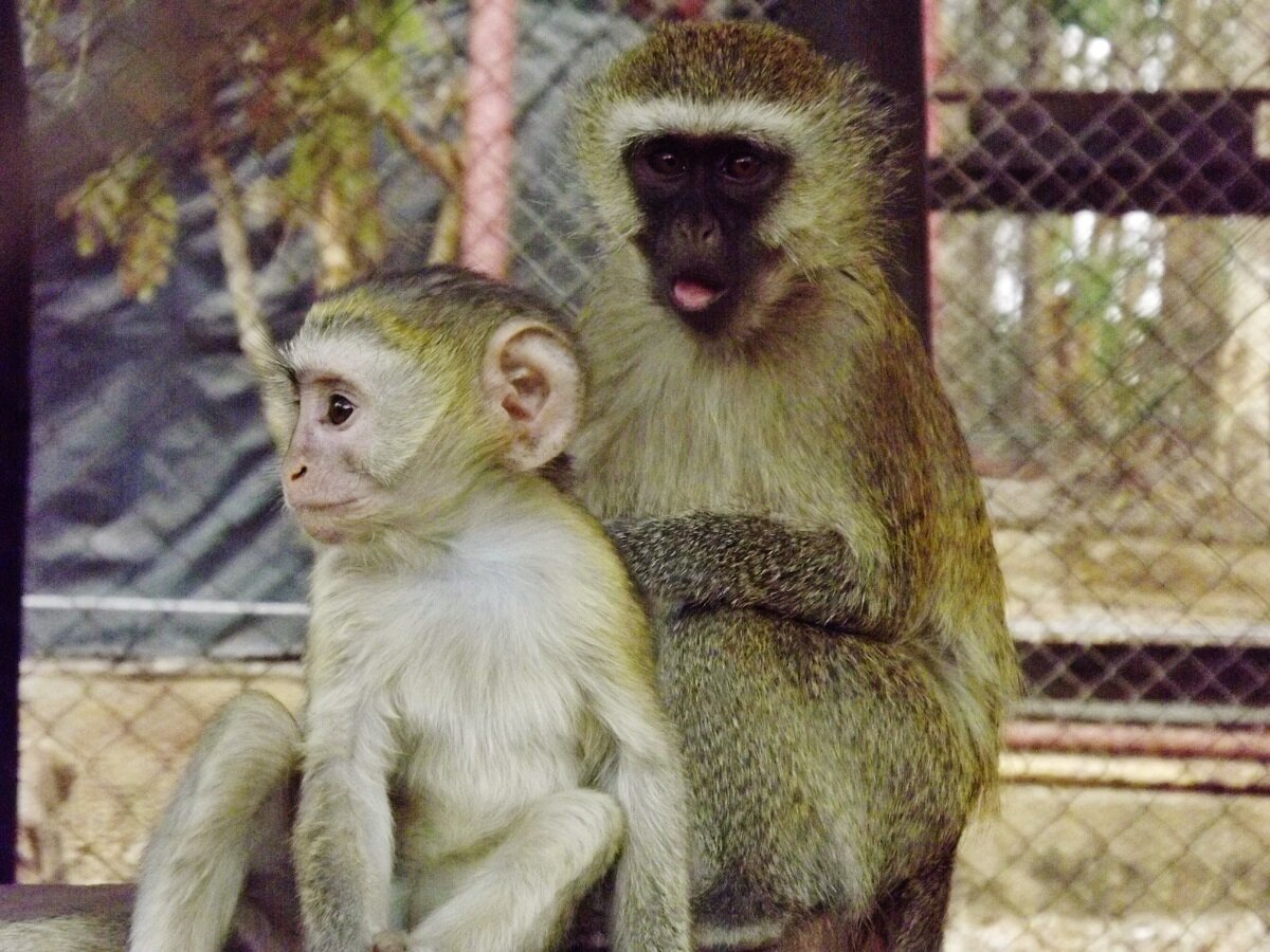 Sick Monkey Discovered For Sale On The Side Of The Road - The Dodo