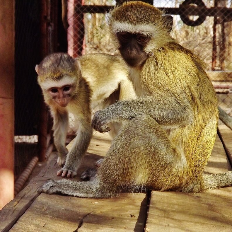 Sick Monkey Discovered For Sale On The Side Of The Road - The Dodo