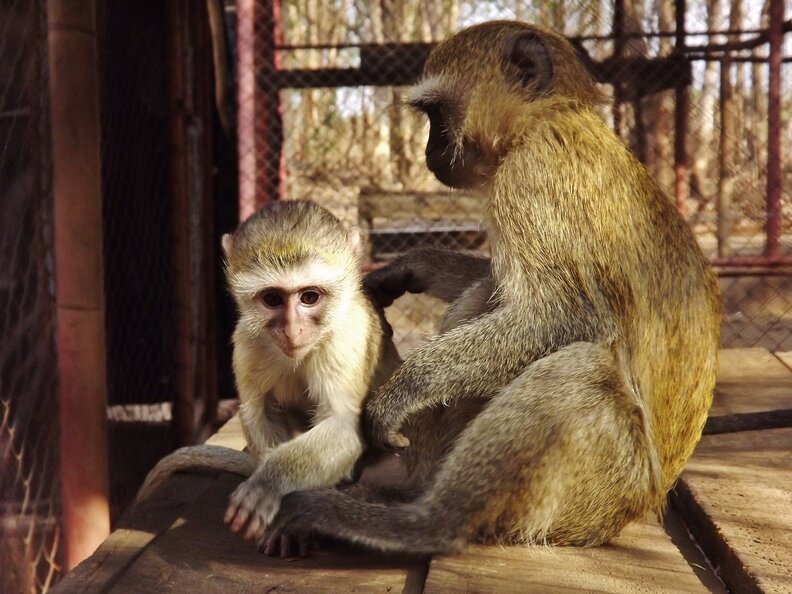 Sick Monkey Discovered For Sale On The Side Of The Road - The Dodo