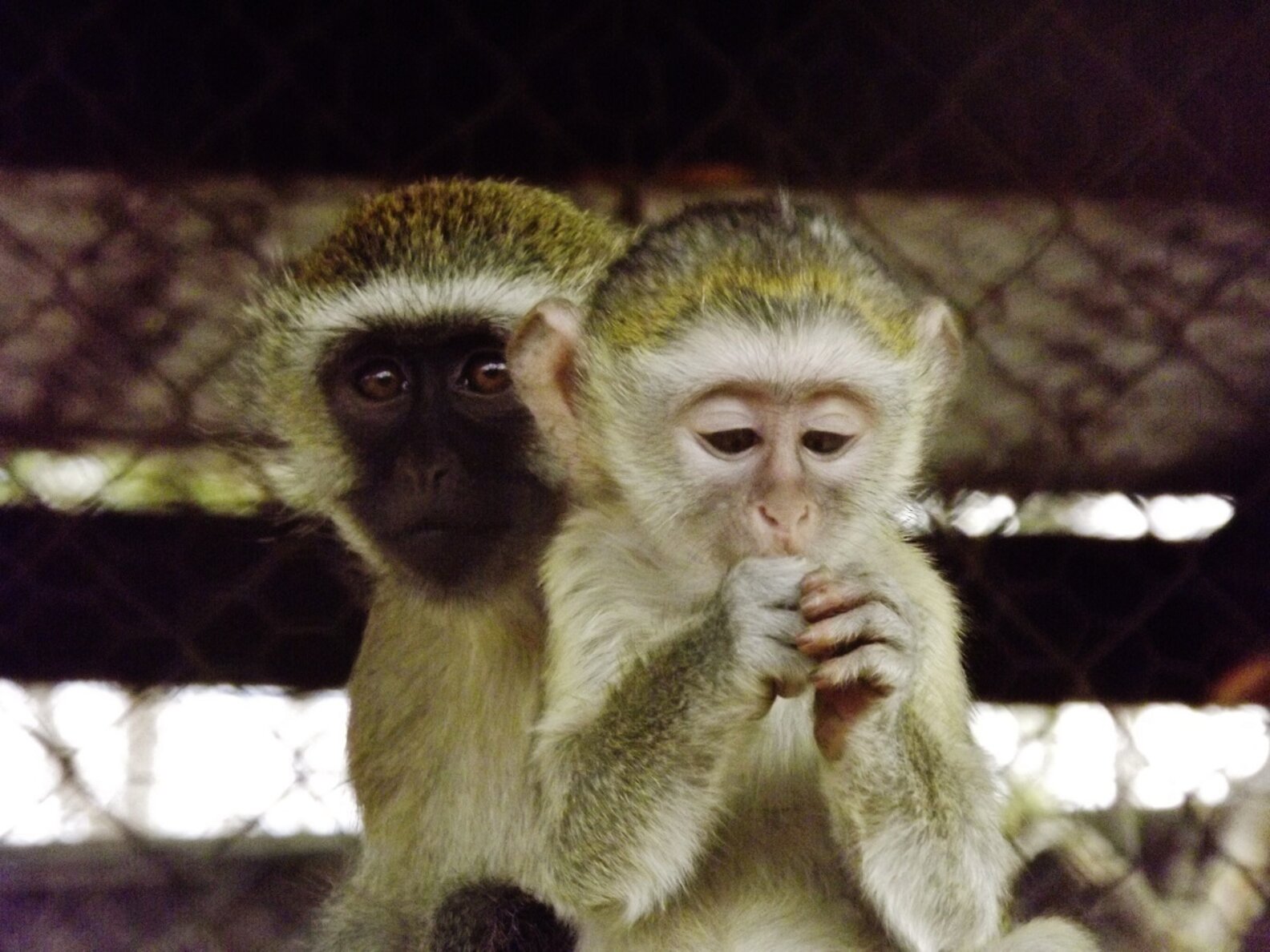 Sick Monkey Discovered For Sale On The Side Of The Road - The Dodo