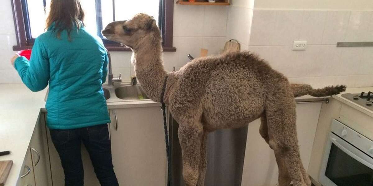 Rescue Camel Loves Helping His Family Out In The Kitchen - The Dodo