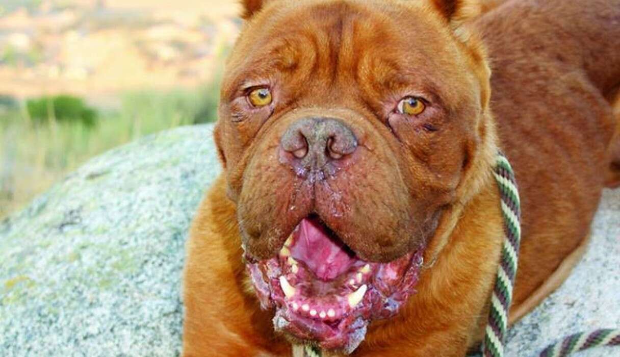 Can A Dog Survive With No Tongue