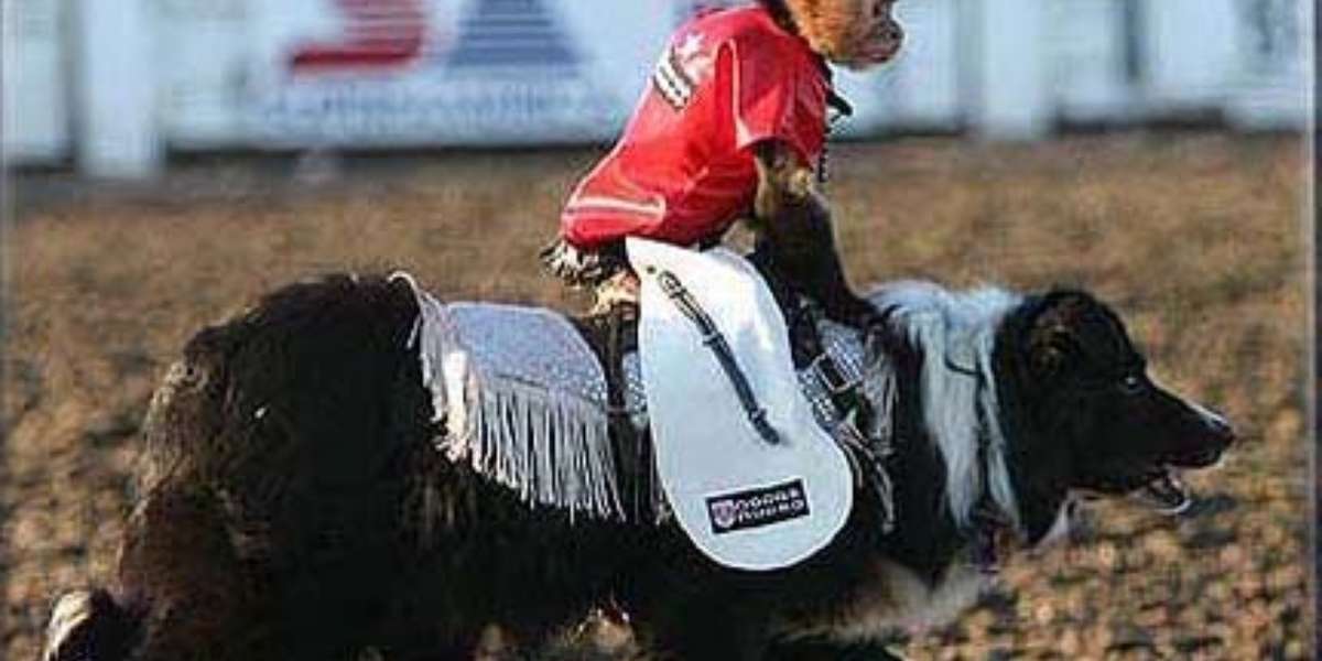 The Trouble With The NFL Featuring Monkeys Riding Dogs At Halftime ...