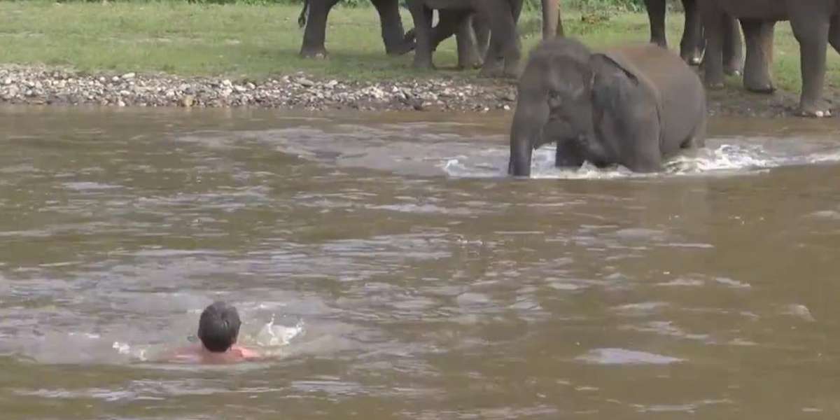 Little Elephant Rushes Into River To Save Her Favorite Person From ...