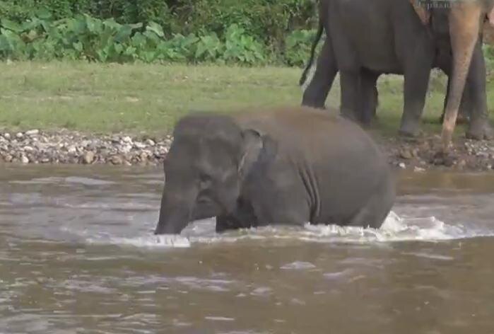 Little Elephant Rushes Into River To Save Her Favorite Person From ...