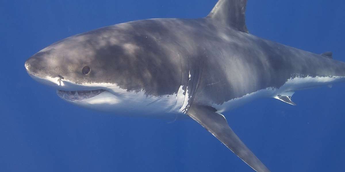 I Conquered My Fear of Sharks ... By Swimming With Them - The Dodo