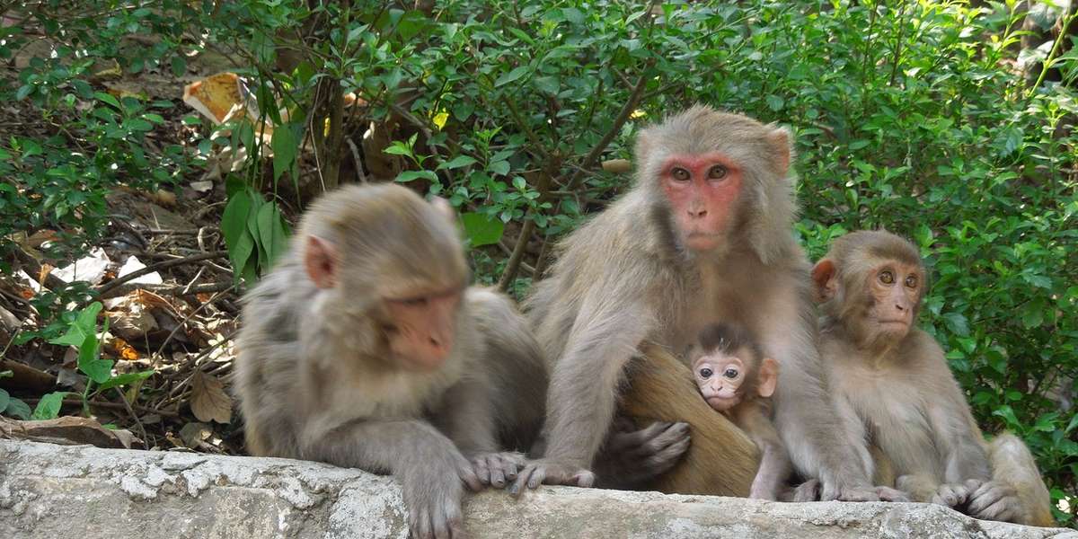 University of Wisconsin-Madison Resumes Cruel Testing On Monkeys - The Dodo